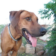 Dog sperms in cooking or as a sauce | Zooville.org